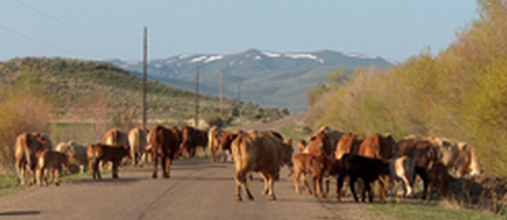 Cows_Featured – For the Teachers