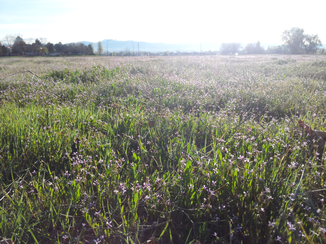 Purple_Weed_Field – For the Teachers